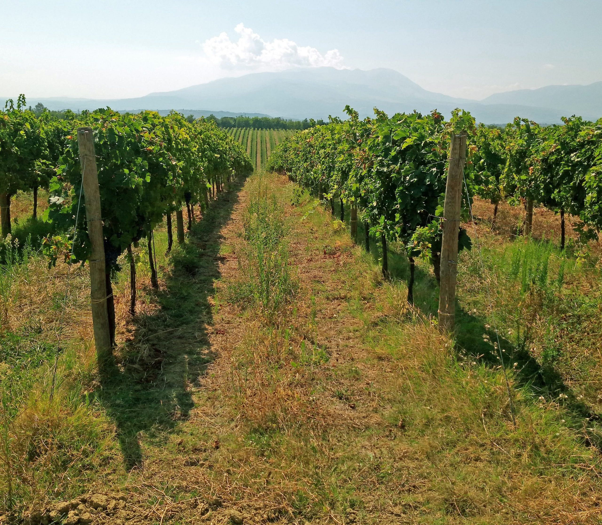 Co.Vi.Bio - De Fermo