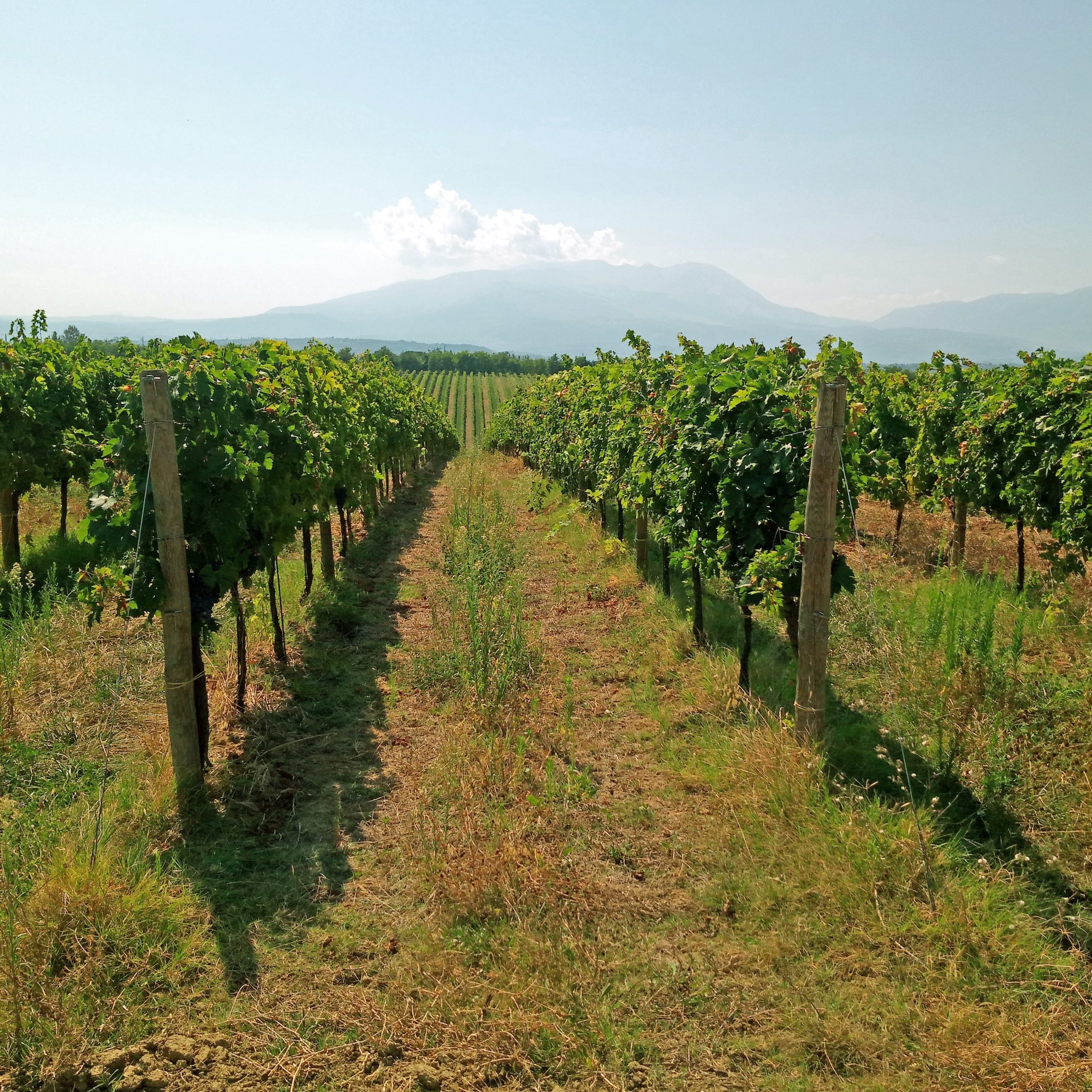 De Fermo – Co.Vi.Bio